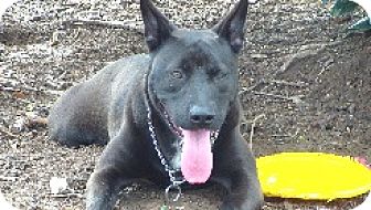 American Dingo Lab Mix