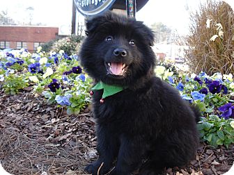 Mini Chow Chow Pomeranian Mix