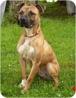 Rhodesian Ridgeback Boxer Puppies