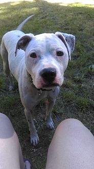 Kingston, WA - Greyhound/Pit Bull Terrier Mix. Meet Trinity a Dog for ...