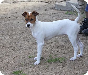 Tilly | Adopted Dog | Laplace, LA | Rat Terrier/Boxer Mix