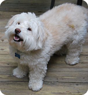 Mikey | Adopted Dog | Oak Ridge, NJ | Cockapoo/Cairn Terrier Mix