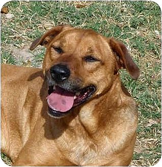 Houston, TX - Shepherd (Unknown Type)/Rhodesian Ridgeback Mix. Meet ...