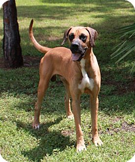 Great Dane Boxer Mix Puppy All Mixed Up Mixed Breed 42 best images ...