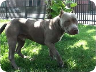 Grand Torino | Adopted Puppy | A1221018 | Los Angeles, CA | Cane Corso ...