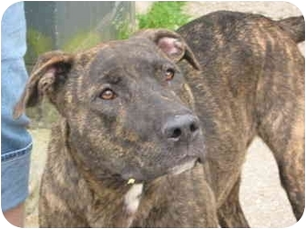 Pretty Girl | Adopted Dog | Poland, IN | Plott Hound/Mountain Cur Mix