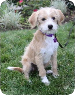 Cocker Spaniel Terrier Mix