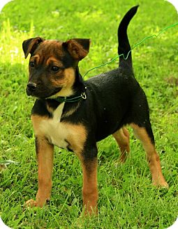 Madison | Adopted Puppy | DG | Staunton, VA | German Shepherd Dog/Jack ...