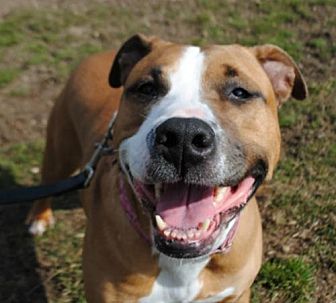 Spring Lake, NJ - Boxer/Staffordshire Bull Terrier Mix. Meet Zena a Dog ...