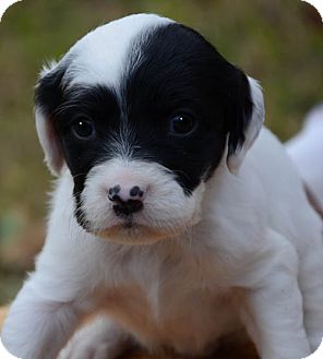 Patches | Adopted Puppy | Londonderry, NH | Pointer/English Setter Mix