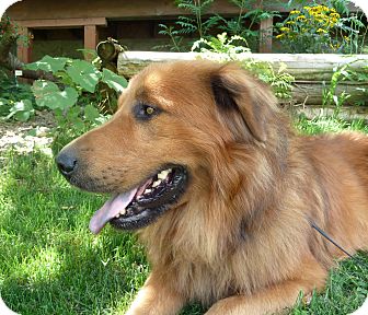 Leonberger Retriever Mix