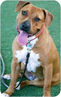 Rhodesian Ridgeback Terrier Mix Puppies