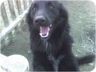 BLACKIE | Adopted Dog | Fowler, CA | Border Collie/Belgian Shepherd Mix