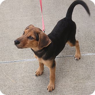 Honey | Adopted Puppy | Lexington, KY | Treeing Walker Coonhound/Black ...
