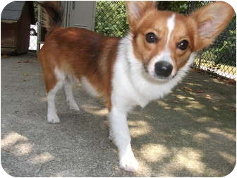 Jimmy | Adopted Dog | Edwardsville, IL | Papillon/Corgi Mix