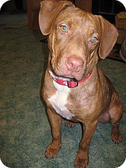 Vizsla Pitbull Mix