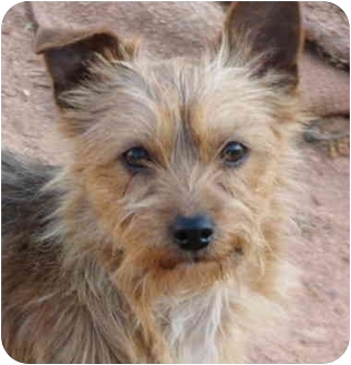 SHILO | Adopted Dog | 1696366 | EASLEY, SC | Yorkie, Yorkshire Terrier ...