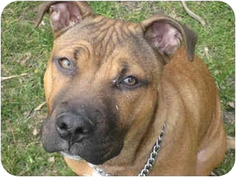 Rhodesian Ridgeback Terrier Mix Puppies
