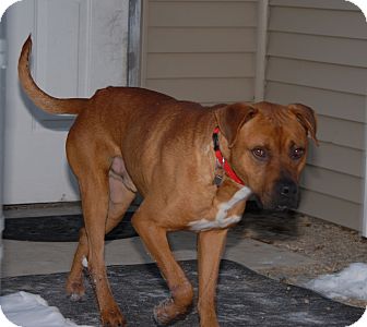 Clifford | Adopted Dog | Medfield, MA | Rhodesian Ridgeback/Boxer Mix