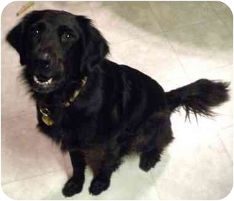 Irish Setter Lab Mix Puppies