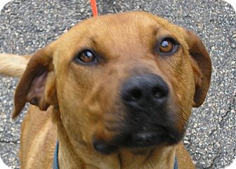 Scooter | Adopted Dog | Bastrop, TX | Redbone Coonhound/Rhodesian ...