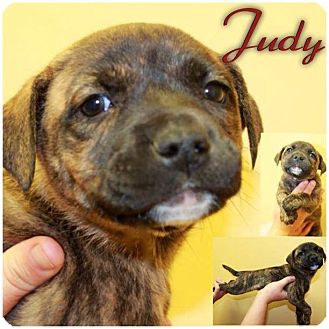 Rhodesian Ridgeback Husky Mix Puppy